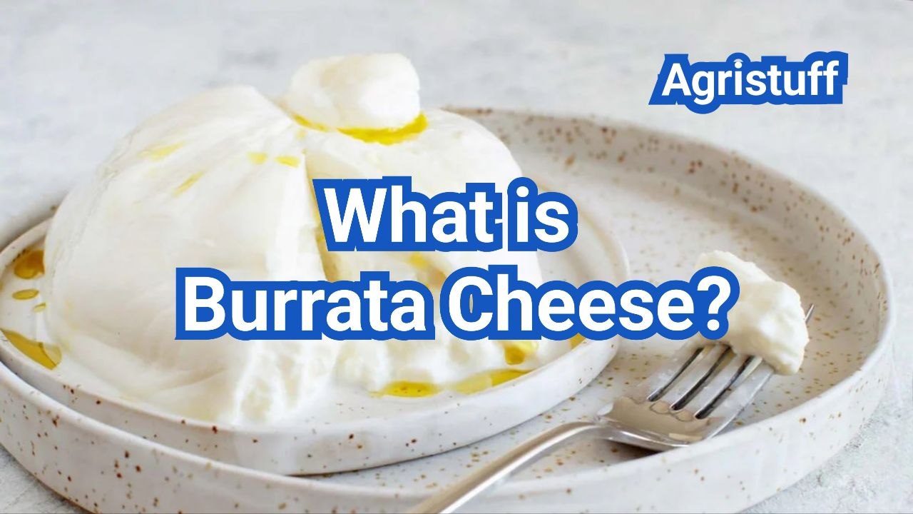 What Is Burrata Cheese? Creamy Center, Taste & Best Uses