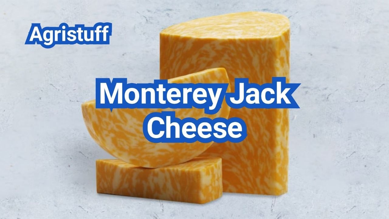 What Is Monterey Jack Cheese? Taste, Meltability & Best Uses