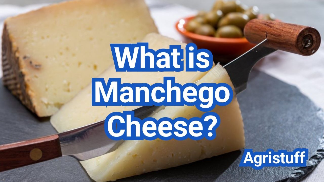 What Is Manchego Cheese? Sheep’s Milk Flavor And Best Uses