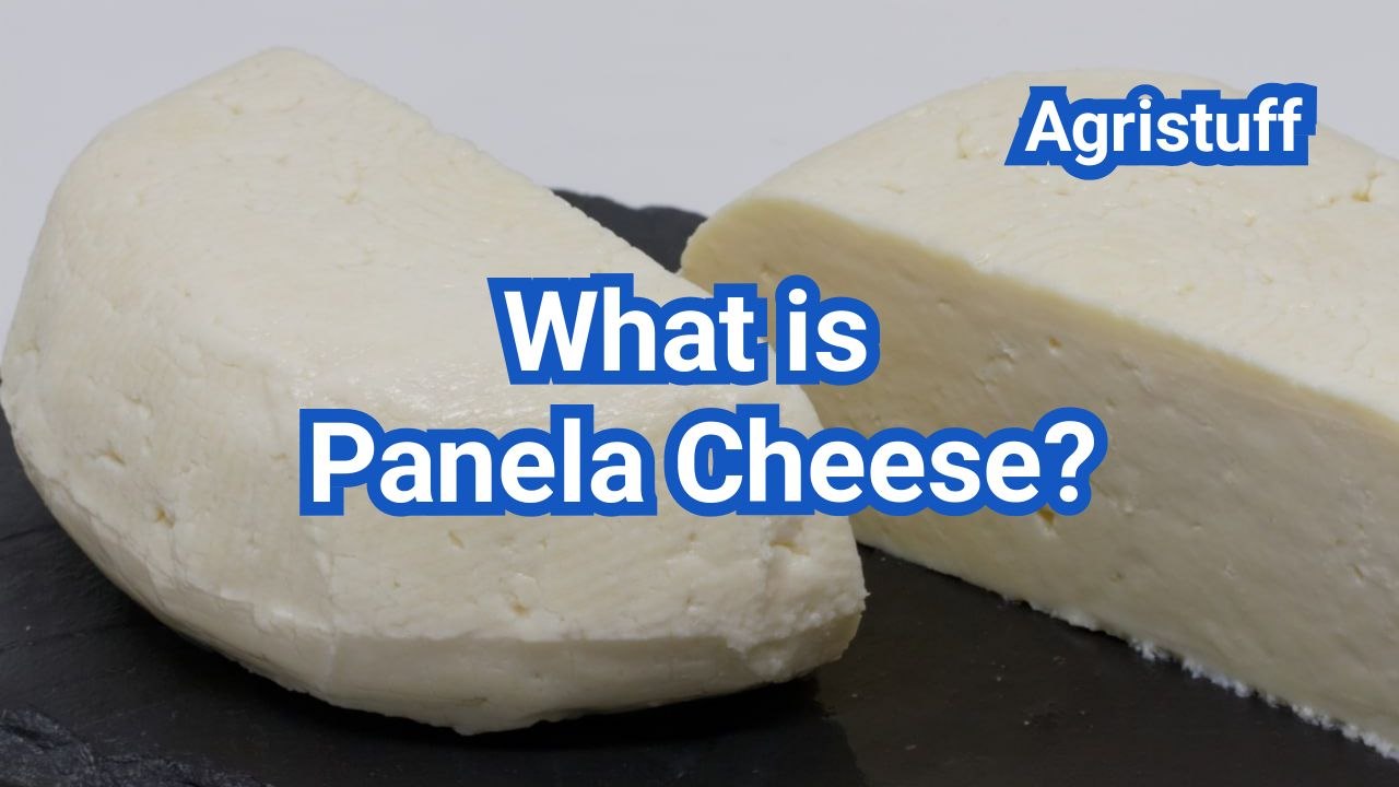 What Is Panela Cheese? Fresh Texture, Salt Level & How To Use It